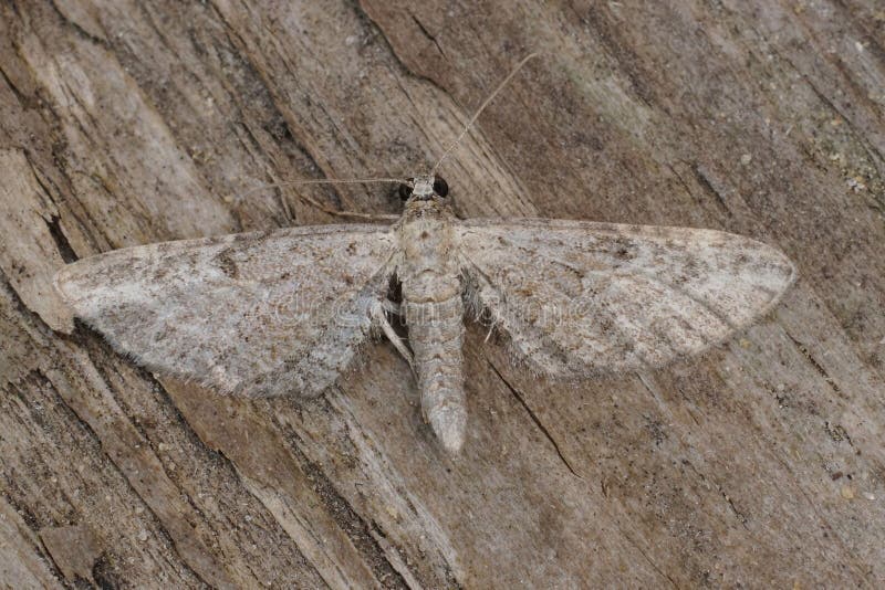 Closeup on the Small Angle-barred Pug , Eupithecia Innotata, Geometer ...