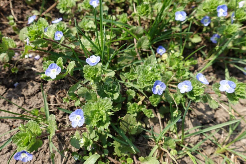 Prostrate Speedwell or Rock Speedwell - Veronica Prostrata Stock Photo ...