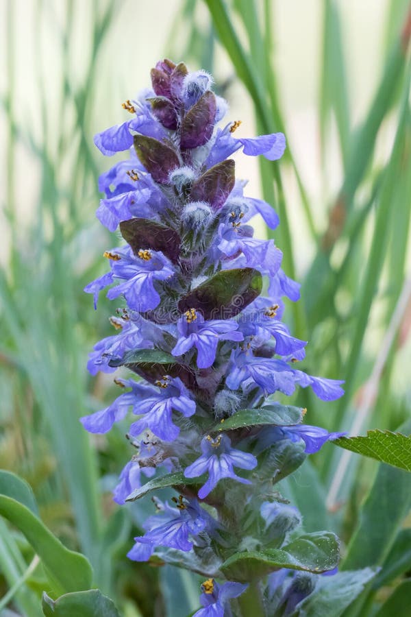 Closeup of a Bugle - Ajuga Reptans Stock Image - Image of plant, flower ...