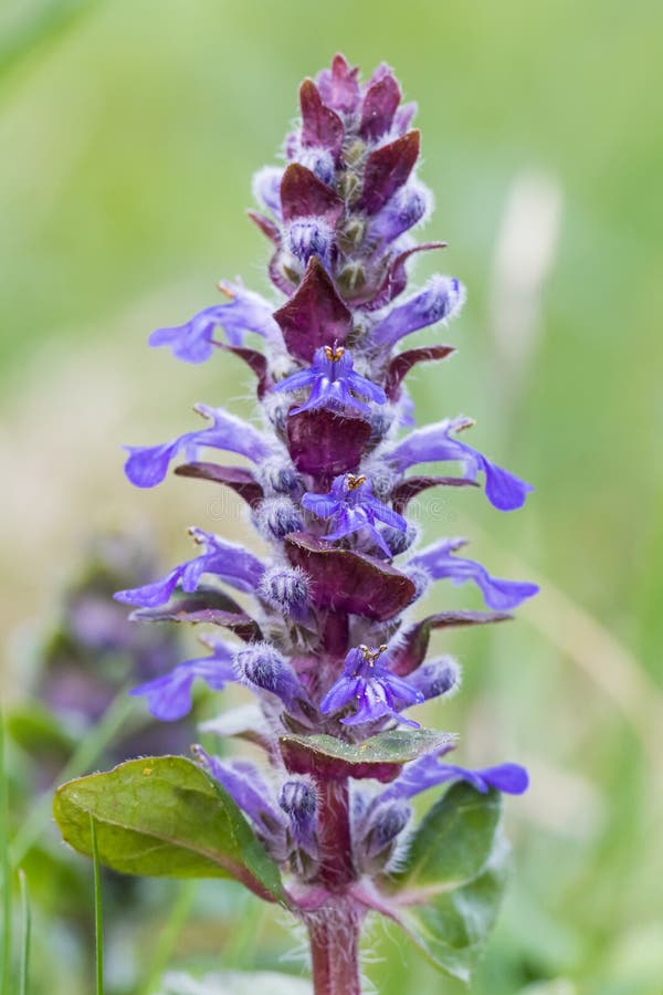 Closeup of a Bugle - Ajuga Reptans Stock Photo - Image of ajuga, nature ...