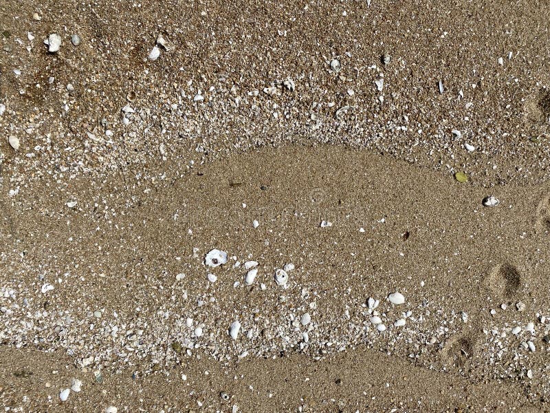 Broken Shells on Beach stock photo. Image of natural - 210678978