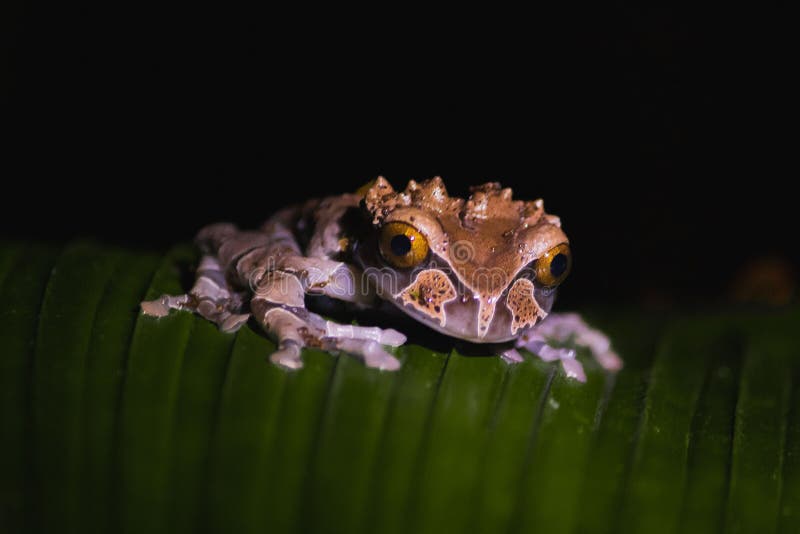 Closeup of a Small Brown Frog Standing on a Piece of Leaf Stock Image ...