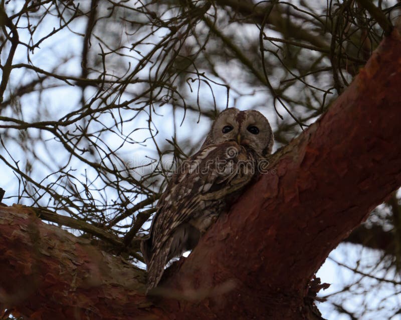 Closeup of a Small, Brown Owl Perched on a Gnarled Tree Branch Stock ...