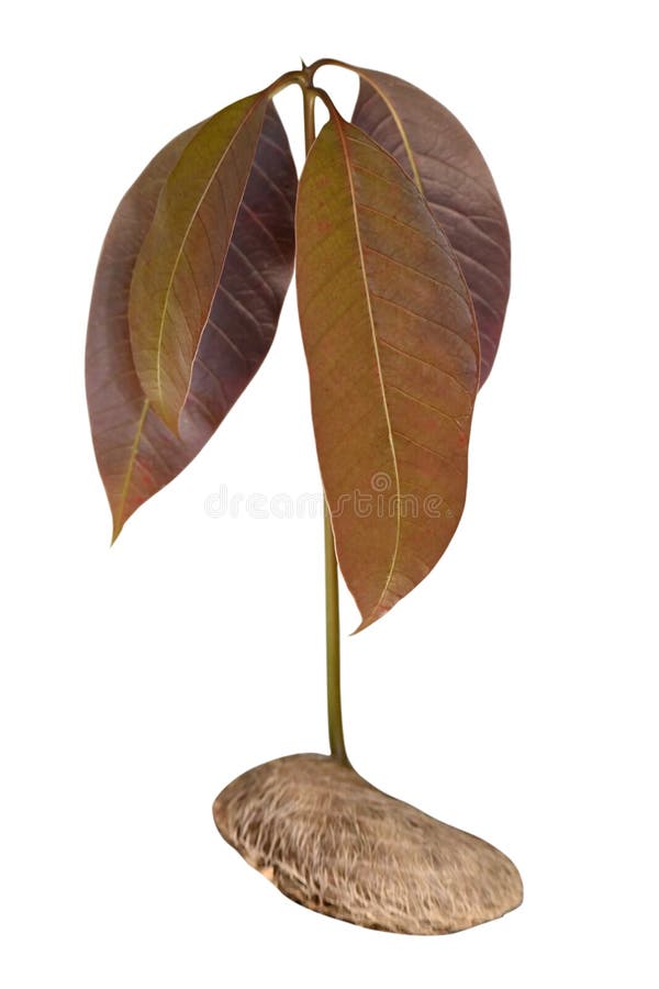 Closeup the Brown Red Mango Complex Soil Heap with Pods Isolated on ...