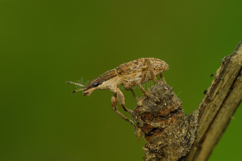 Closeup on a Small Brown Weevil Beetle, Sitona Gressorius, Sitting on a ...
