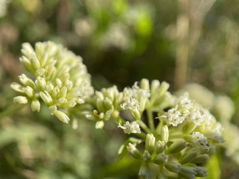 Small Budding White Flowers Stock Photo - Image of coloured, flowers ...