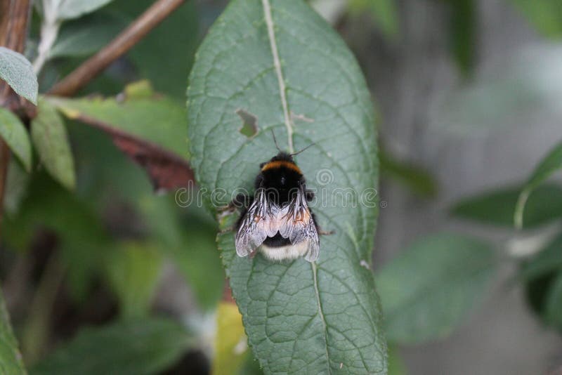 Closeup of a Small Bumblebee on the Green Leaf Stock Photo - Image of ...