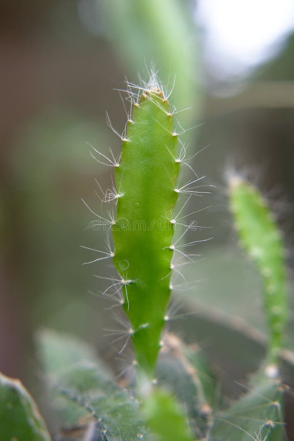 Cactus Leaf stock image. Image of leaf, nature, cactus - 123477395