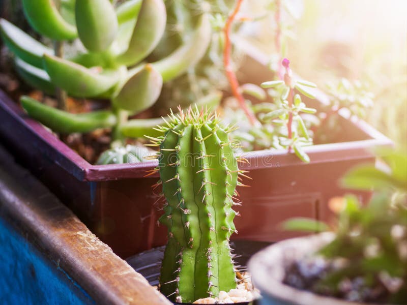 Small Cactus. stock image. Image of grow, shop, beautiful - 113443863