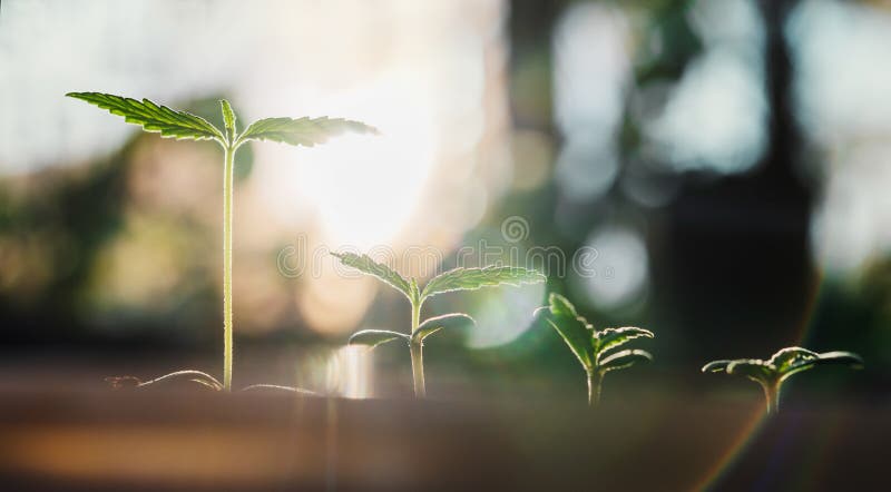 Closeup Small Cannabis Tree from Seed Growth Step in Garden Stock Image ...