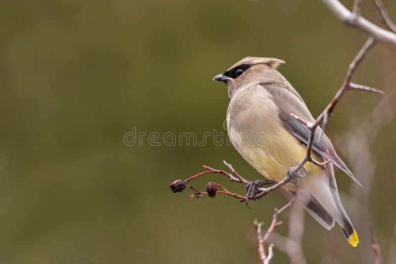 Closeup of a Small Cedar Waxwing Bird Perched on a Tree Branch in a ...