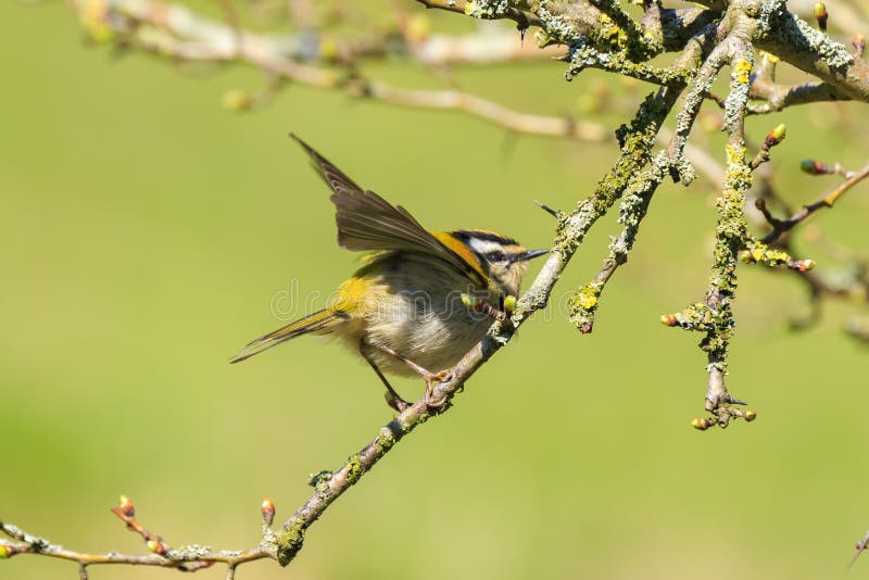 Closeup of a Small Common Firecrest Regulus Ignicapilla Bird F Stock ...