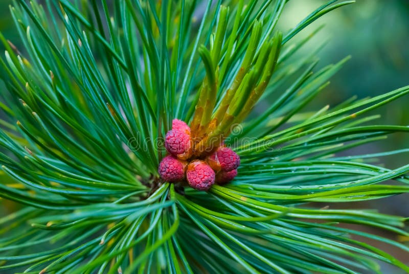 Closeup Small Cone on a Pine Tree Branch Stock Image - Image of vivid ...