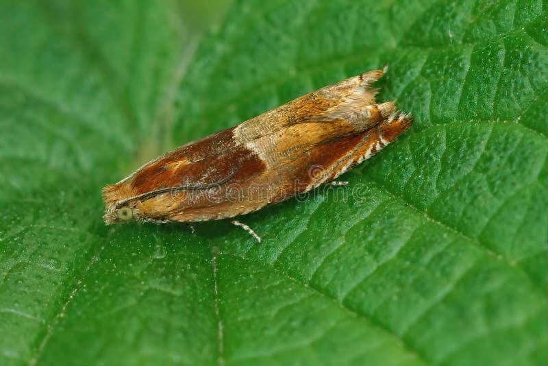 Closeup on the Small but Coorful Red Roller Moth, Ancylis ...