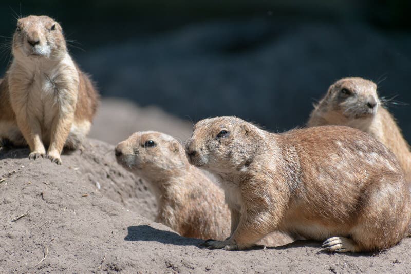 Closeup of Small Cute Prairie Dogs on the Dry Ground during Daylight ...