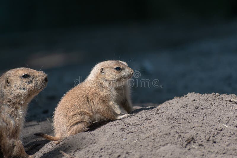 Closeup of Small Cute Prairie Dogs on the Dry Ground during Daylight ...