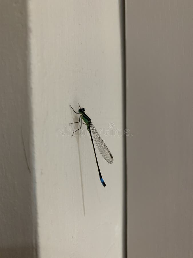 Closeup of small dragonfly stock photo. Image of design - 207139036