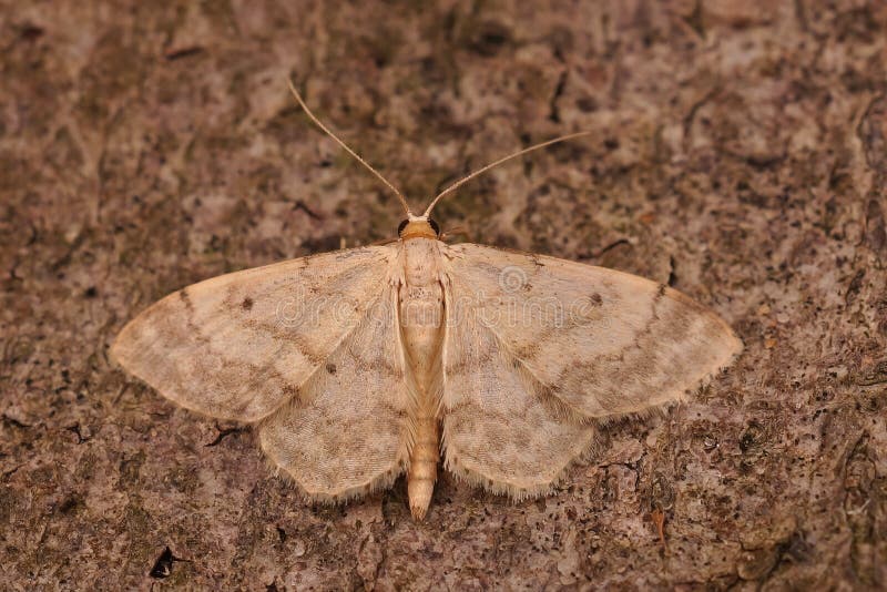 Closeup on the Small Fan-footed Wave Moth, Idaea Biselata on a Stock ...
