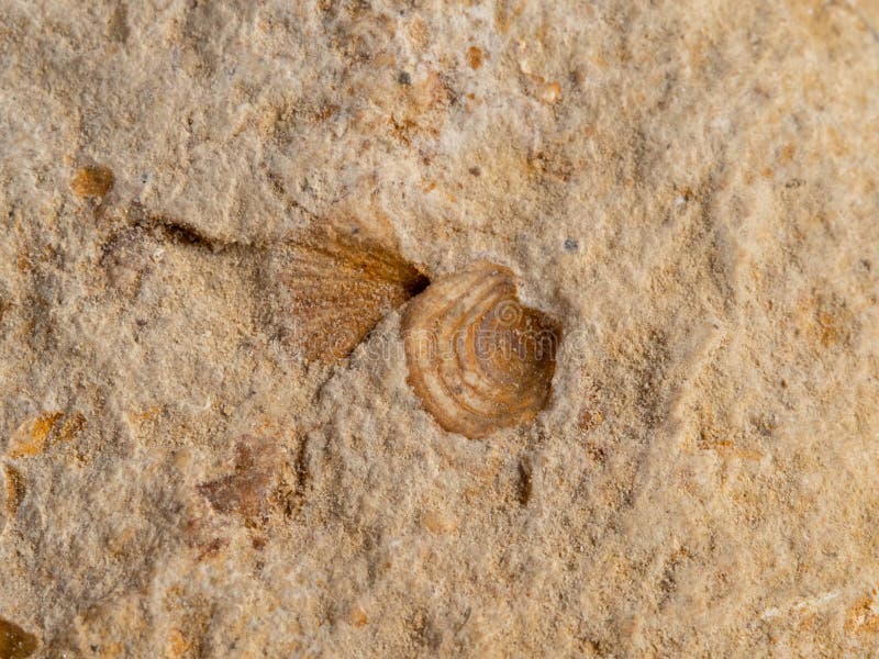 Closeup of a Small Fossilized Shell Imprint in Limestone Stock Image ...