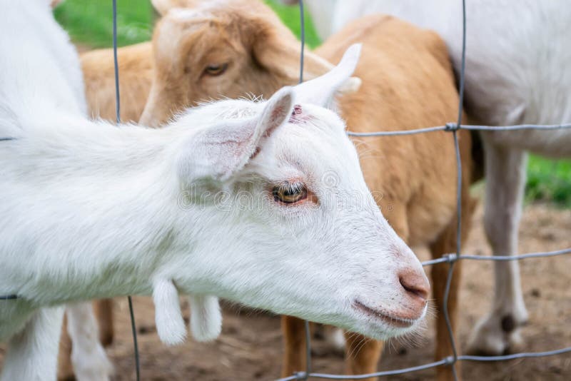 Closeup of a Small Goat on a Farm in Devon, England Stock Image - Image ...