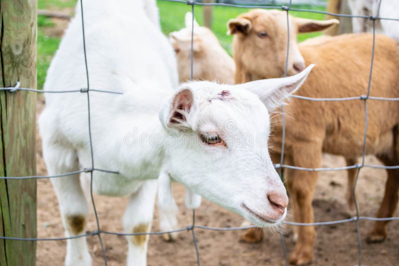 Closeup of a Small Goat on a Farm in Devon, England Stock Photo - Image ...