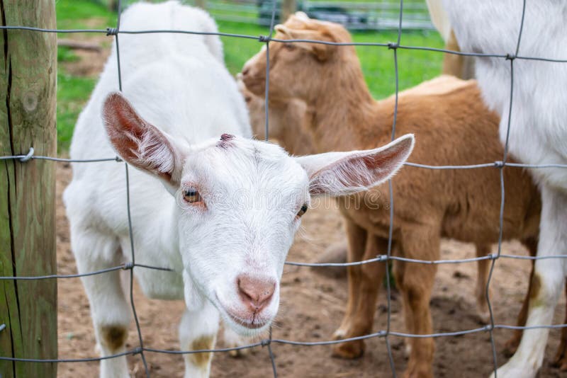 Closeup of a Small Goat on a Farm in Devon, England Stock Image - Image ...