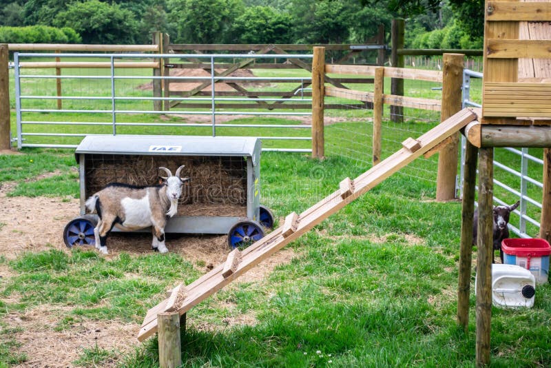 Closeup of a Small Goat on a Farm in Devon, England Stock Image - Image ...