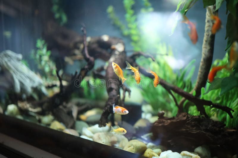Closeup of Small Golden Fish in an Aquarium with Plants Stock Image ...