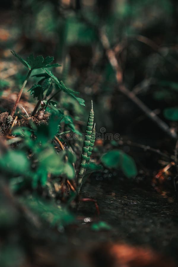 Closeup of a Small Green Plant in the Forest Stock Image - Image of ...