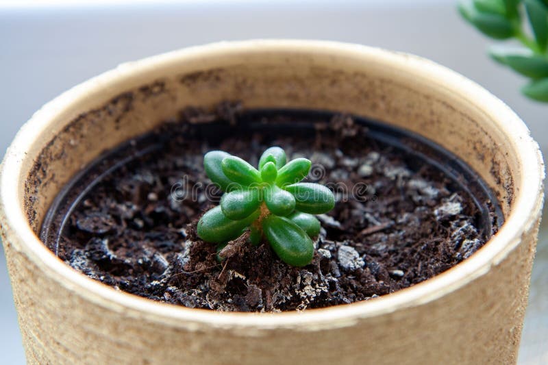 Closeup of a Small Jade Plant in a Pot Stock Image - Image of vibrant ...