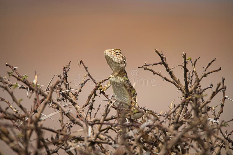 Closeup of a Small Lizard Basking on a Sunny Day in a Desert Stock ...