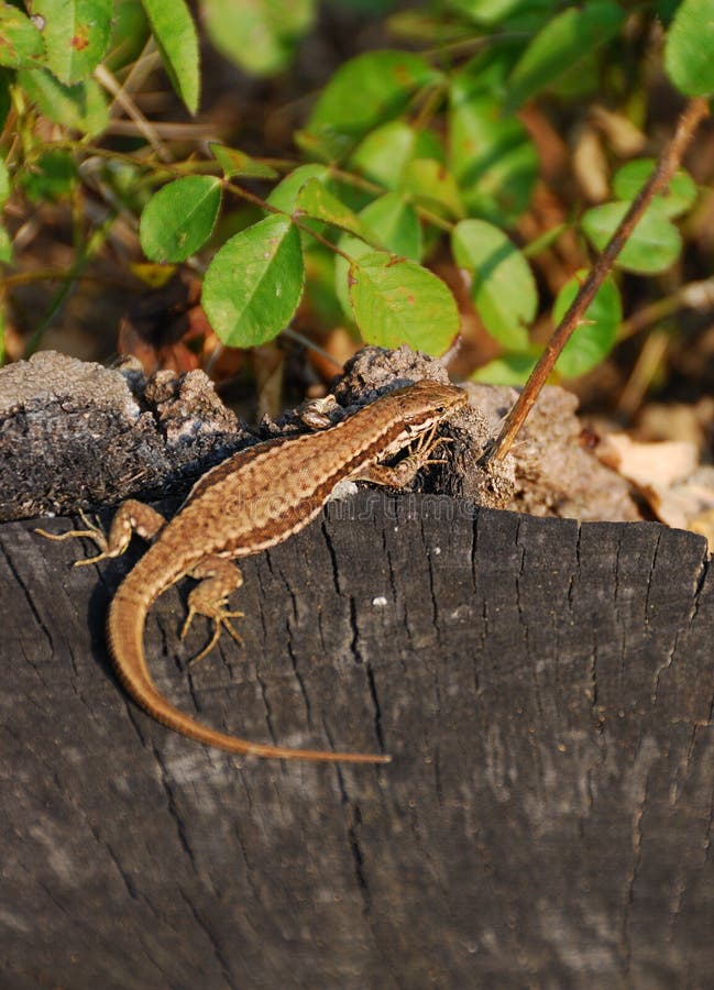 Small lizard sunbathing stock image. Image of nature - 183103963