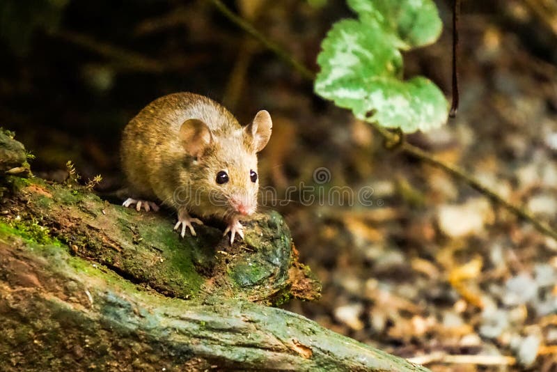Closeup of a Small Mouse Wandering in the Forest Stock Photo - Image of ...