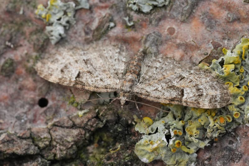 Small Oak Tree Pug Geometer Moth Stock Photos - Free & Royalty-Free ...