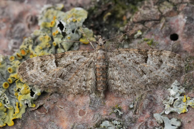 Closeup on the Small Oak-tree Pug Geometer Moth, Eupithecia Dodoneata ...