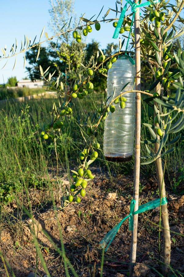 Closeup of a Small Olive Tree in Full Growth in the Rural Orchard ...