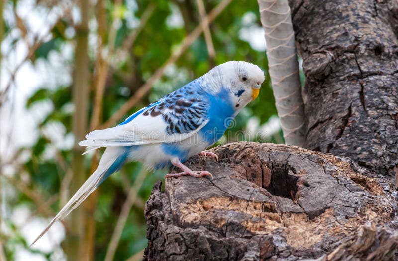 Closeup on small parrot stock image. Image of background - 151738603