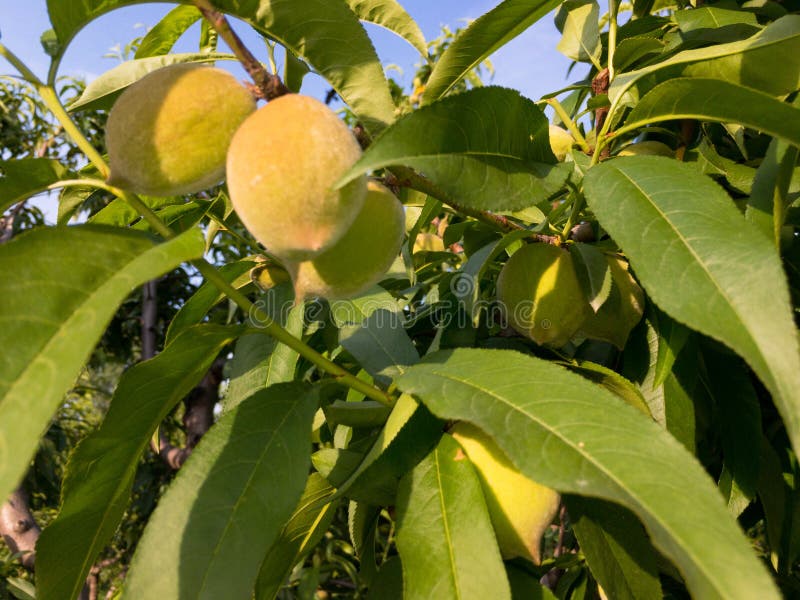 Closeup of a Small Peaches Fruit in the Spring Time Stock Image - Image ...