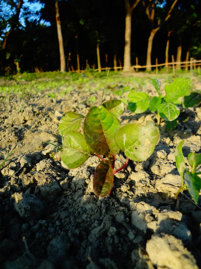 Closeup of Small Plant Growing in the Field, Tree Plantation Concept ...