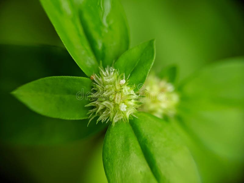 Macro Photo of Unique and Beautiful Small Forest Plants Stock Image ...