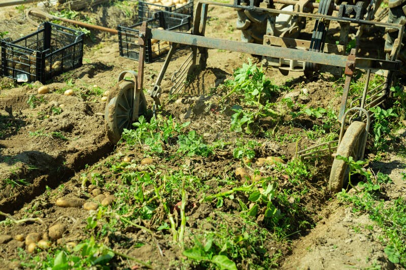 Potato Digger Machine Working on Field Stock Photo - Image of ...