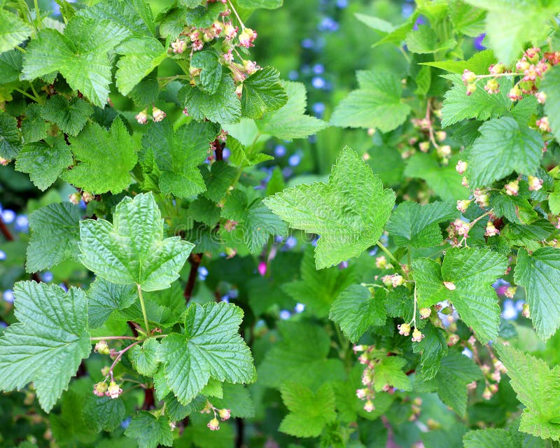 Raspberry jam stock photo. Image of background, fruit - 60028978