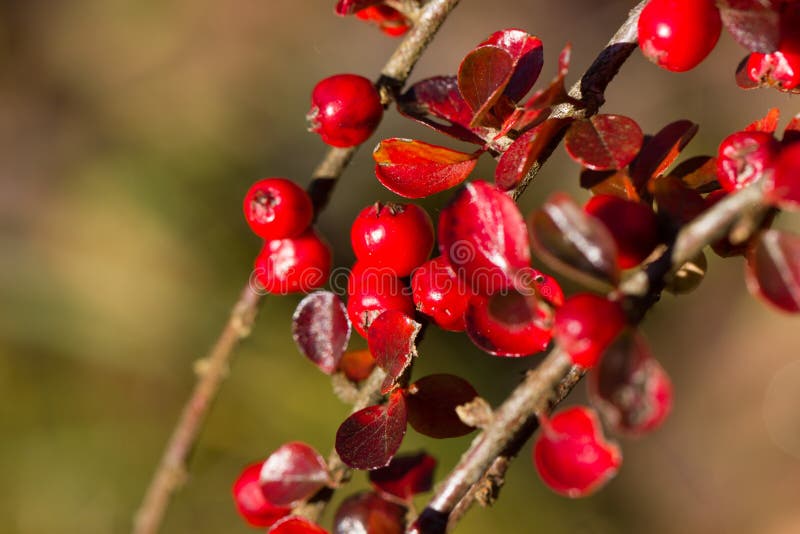 Closeup Small Red Fruit stock image. Image of fruit - 125176031