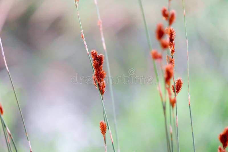 Closeup Small Red Grass Flowers Stock Image - Image of flower, closeup ...