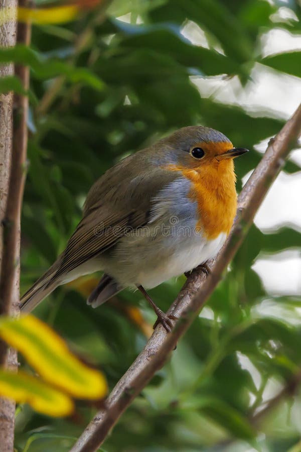 Robin bird stock photo. Image of perching, cold, spring - 269534628