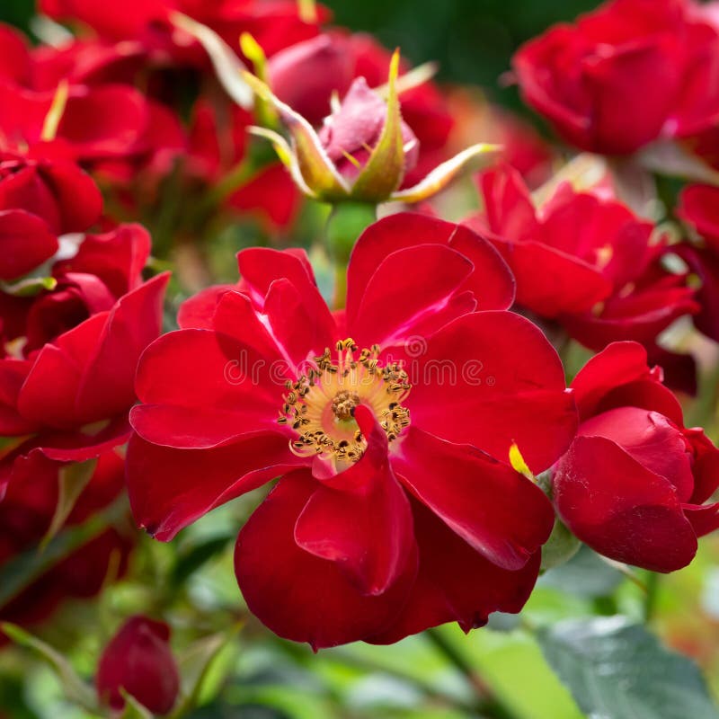 Closeup of Small Roses in the Garden Stock Photo - Image of botanical ...