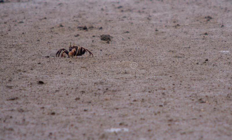 Closeup of a Small Sand Crab Stock Image - Image of sandbar, crab: 97062667