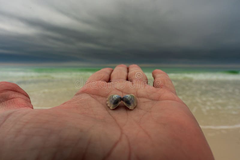 Closeup of Small Shells in a Human Hand Palm Stock Photo - Image of ...