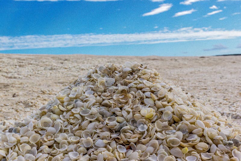 Closeup of Small Shells at Shellbeach in SharkBay with Beautiful Cloudy ...