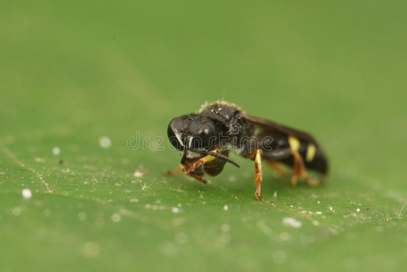 Closeup on a Small Shield Digger Wasp, Crabro Scutellatus, Sitting on a ...
